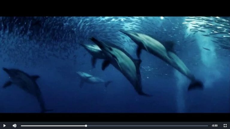 The 15 Best HTML5 Video Players: A Definitive Guide for 2025