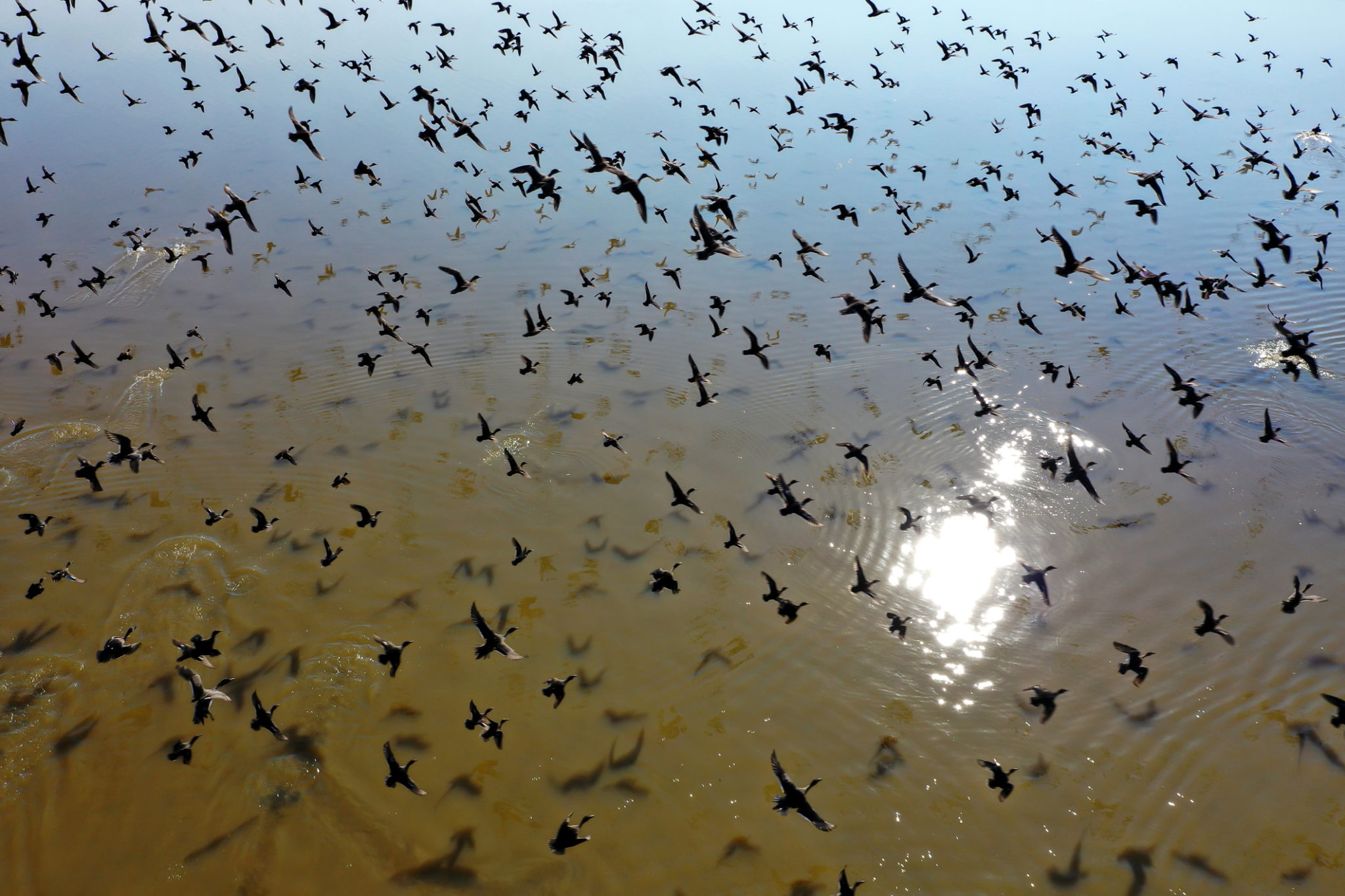 Wildlife Windows – Live Streaming Nature - Dacast